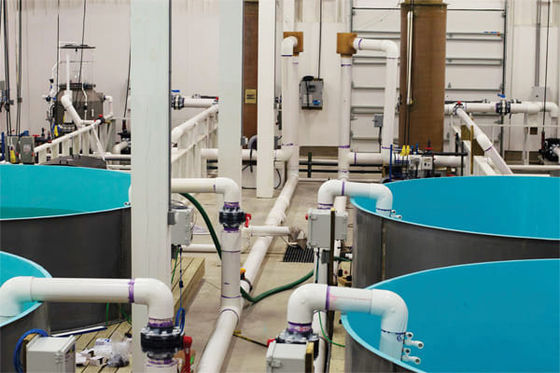 Recirculating Aquaculture System factory, Buy good quality ...